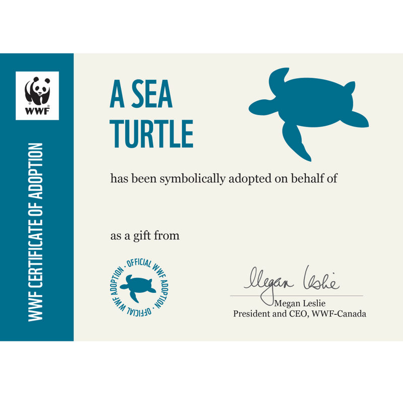 Adopt a Sea Turtle | Plush & Certificate Gift Kits