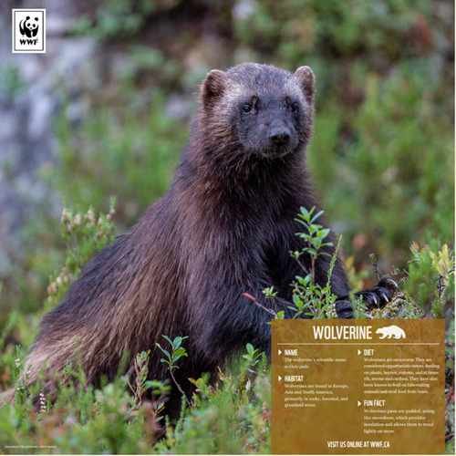 Adopt a Wolverine | Plush & Certificate Gift Kits