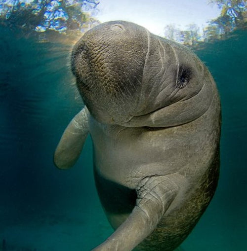Adopt a Manatee | Plush & Certificate Gift Kits