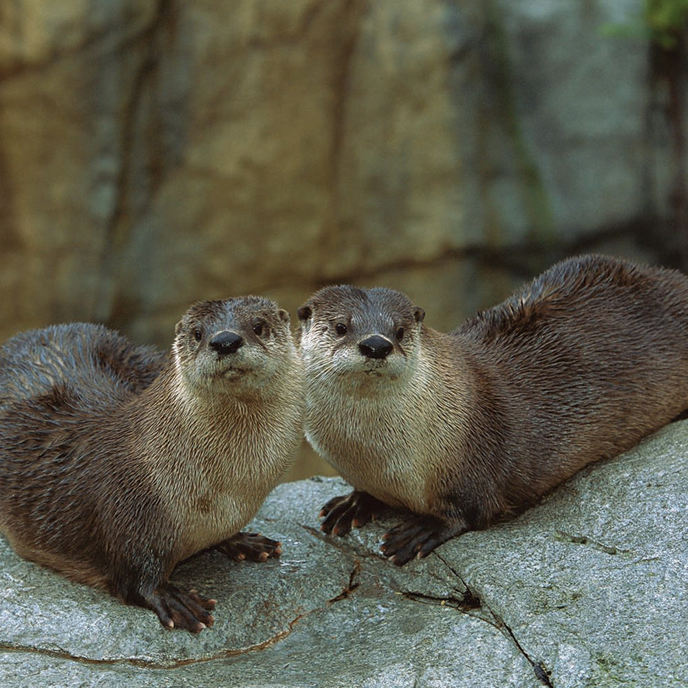 Adopt a River Otter | Plush & Certificate Gift Kits